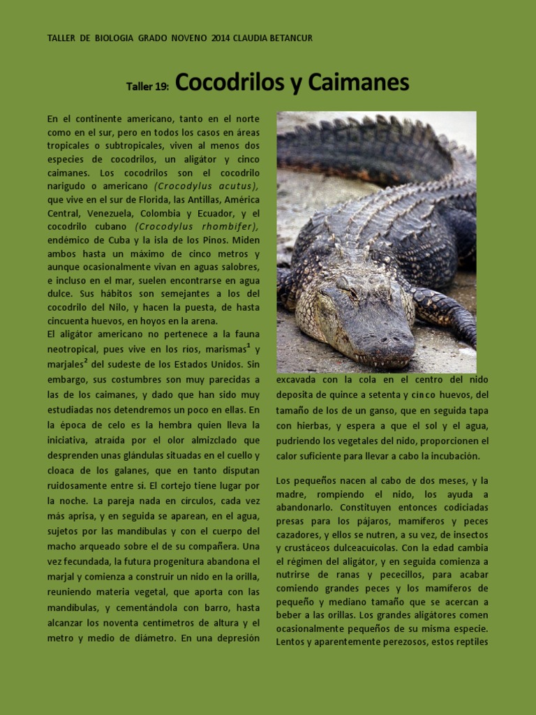 Taller 19 Cocodrilos y Caimanes | PDF | Caimán | Organismos