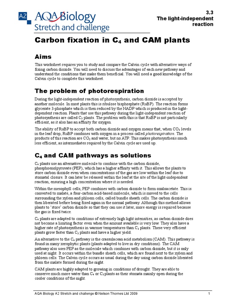 Carbon Fixation Activity Sheet | PDF | Photosynthesis | Physiology