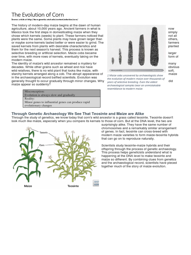 The Evolution of Corn | Maize | Genetics