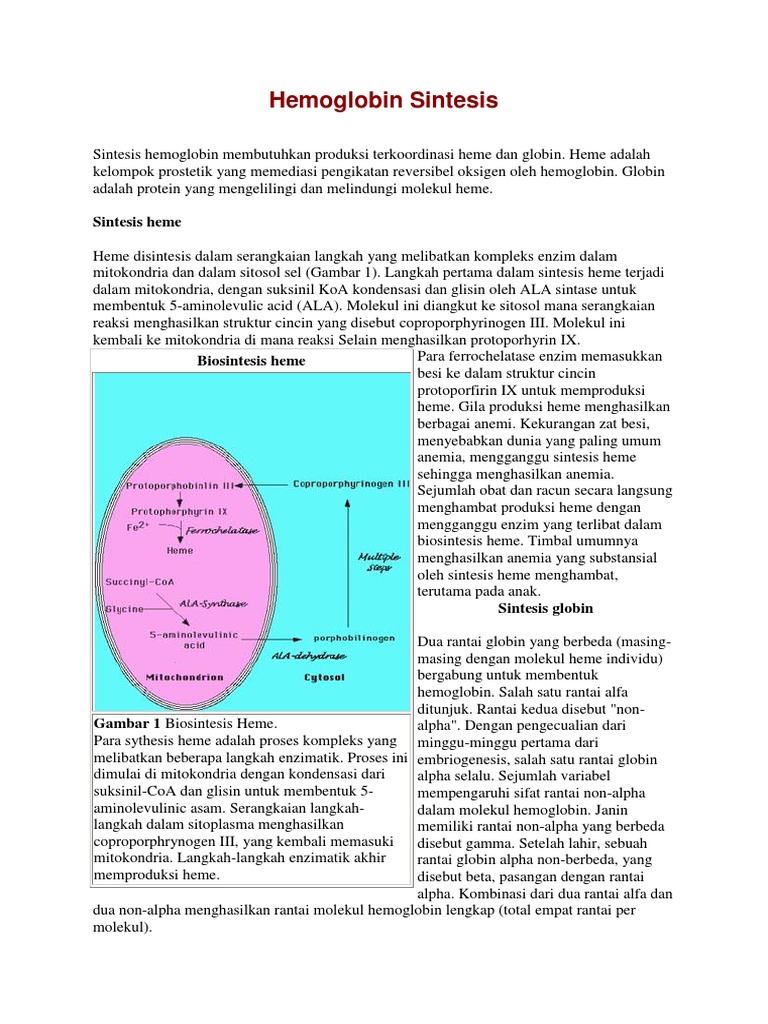 Hemoglobin Sintesis | PDF