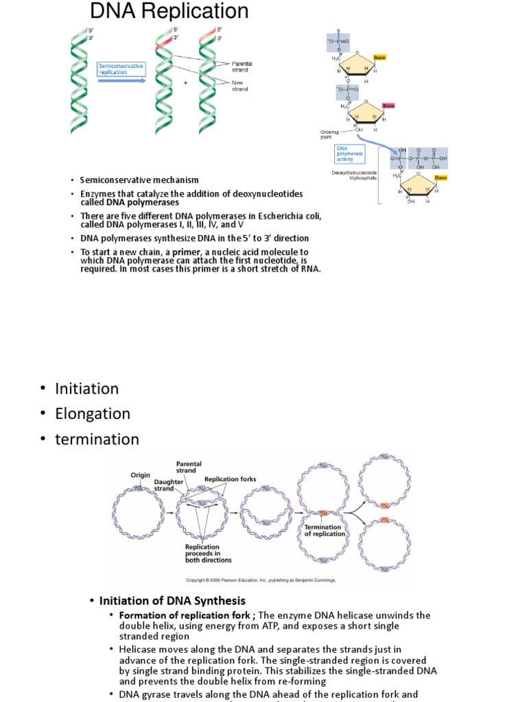 DNA Replication | PDF | Dna Replication | Dna