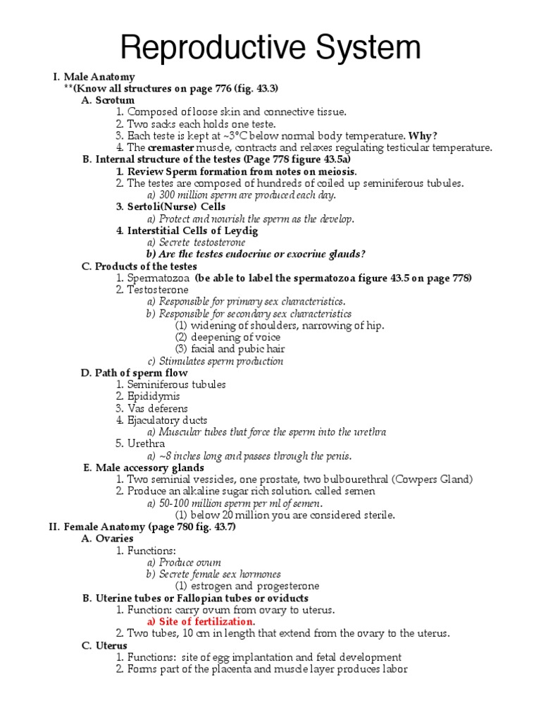 Reproductive System Notes | PDF