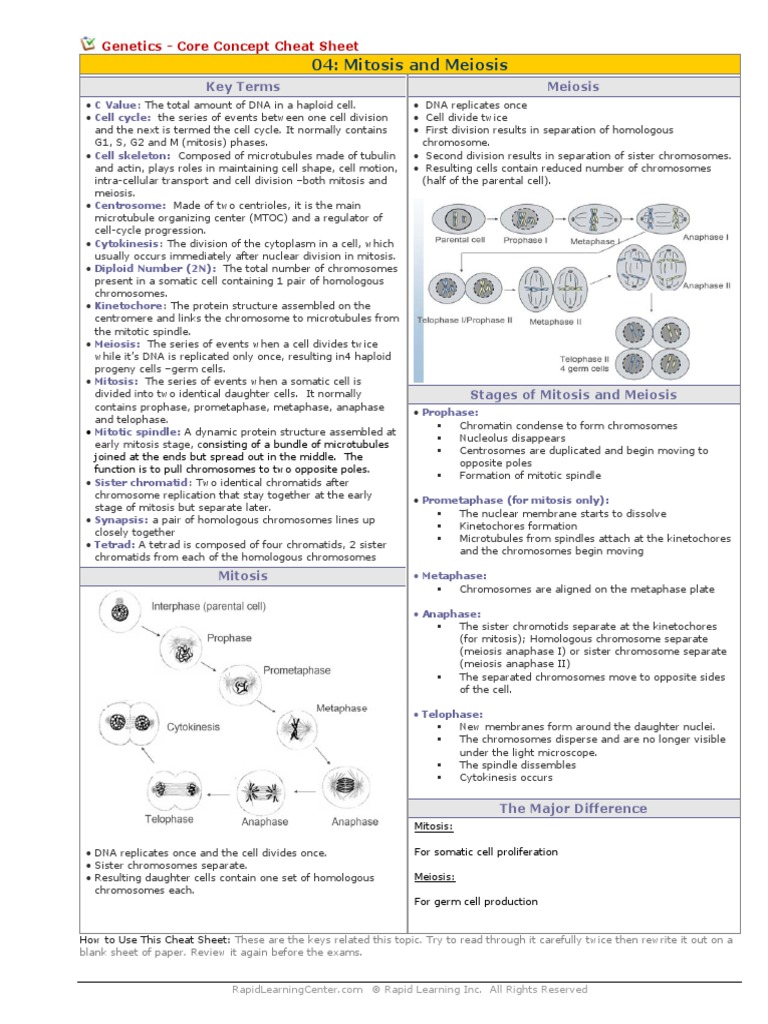 Mitosis and Meiosis | PDF | Mitosis | Meiosis