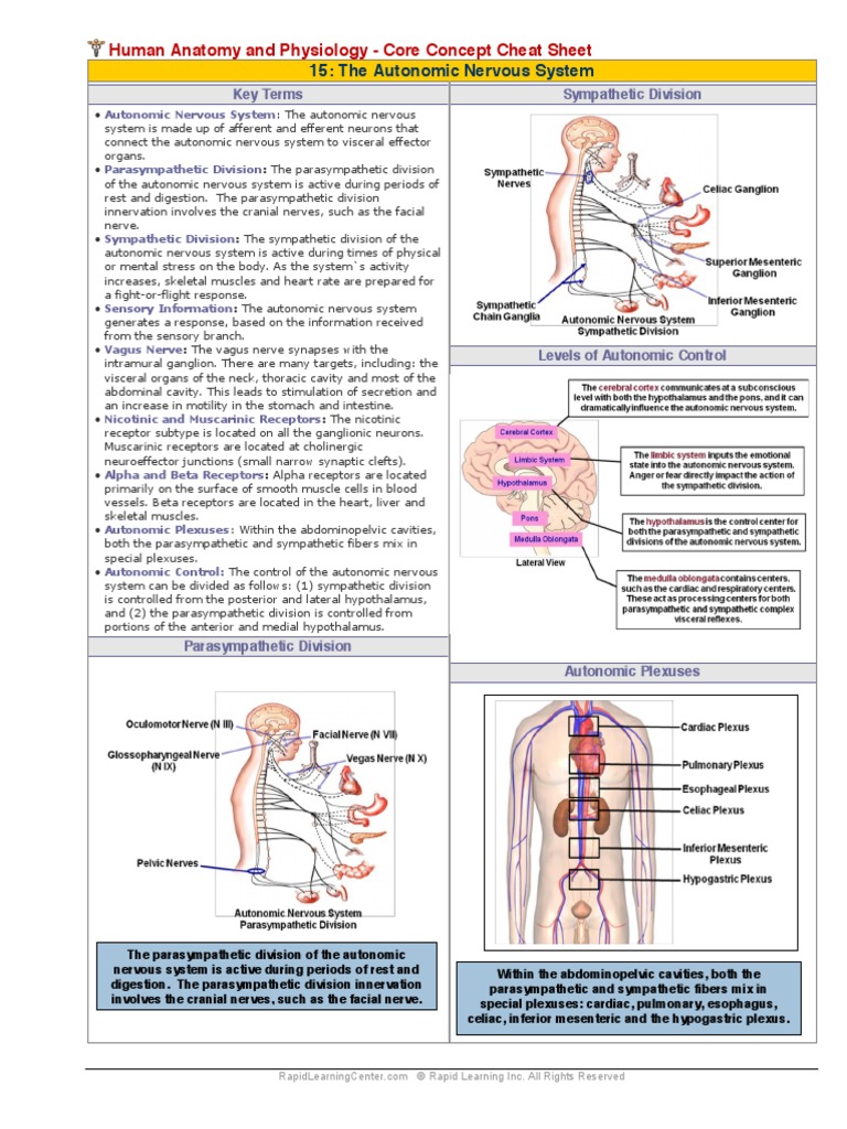 Autonomic Nervous System Cheat Sheet - Key Terms & Divisions | PDF