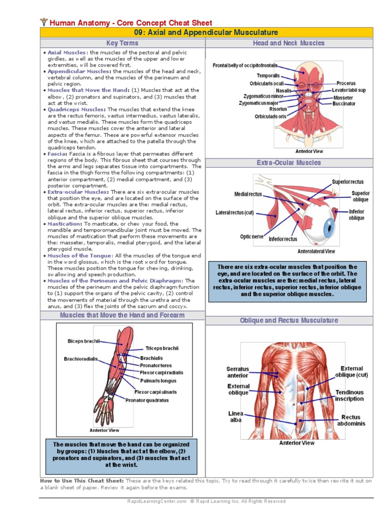 Muscular System | PDF | Anatomical Terms Of Location | Pelvis