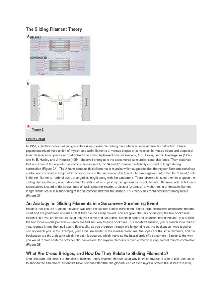 The Sliding Filament Theory | PDF | Muscle Contraction | Actin
