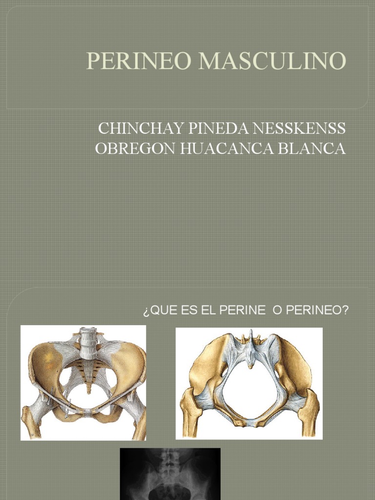 Perineo Masculino | PDF | Pelvis | Clítoris