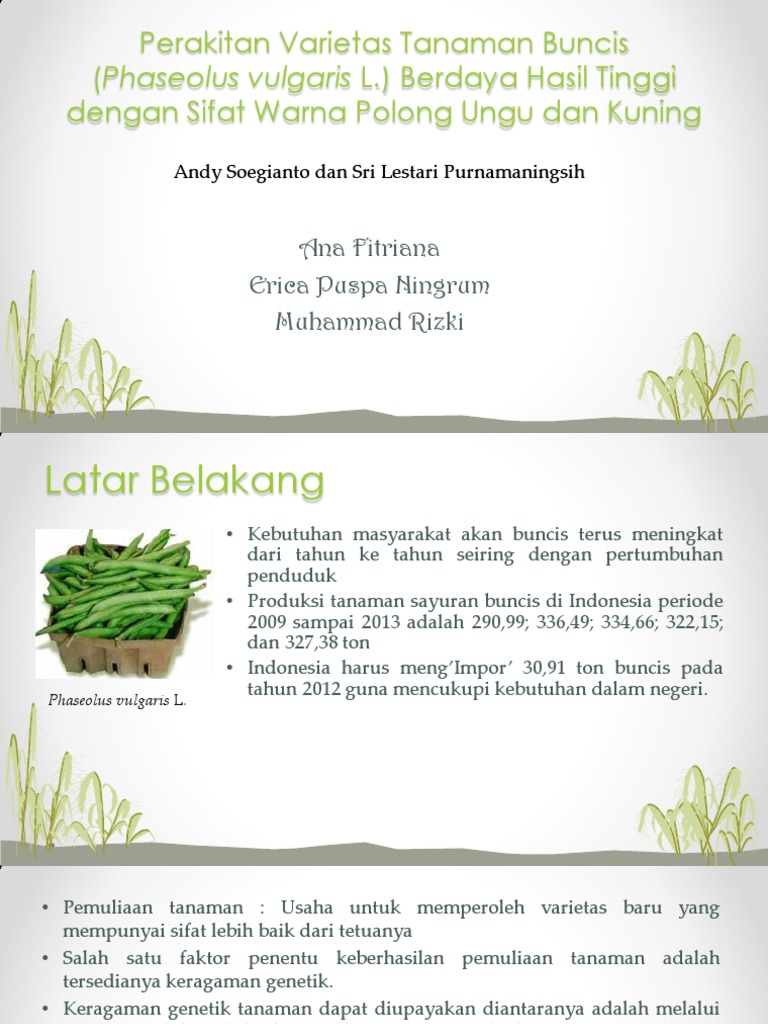 Perakitan Varietas Tanaman Buncis | PDF