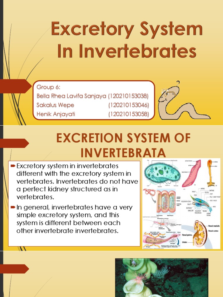 Excretory System in Invertebrates New | PDF | Excretion | Invertebrate