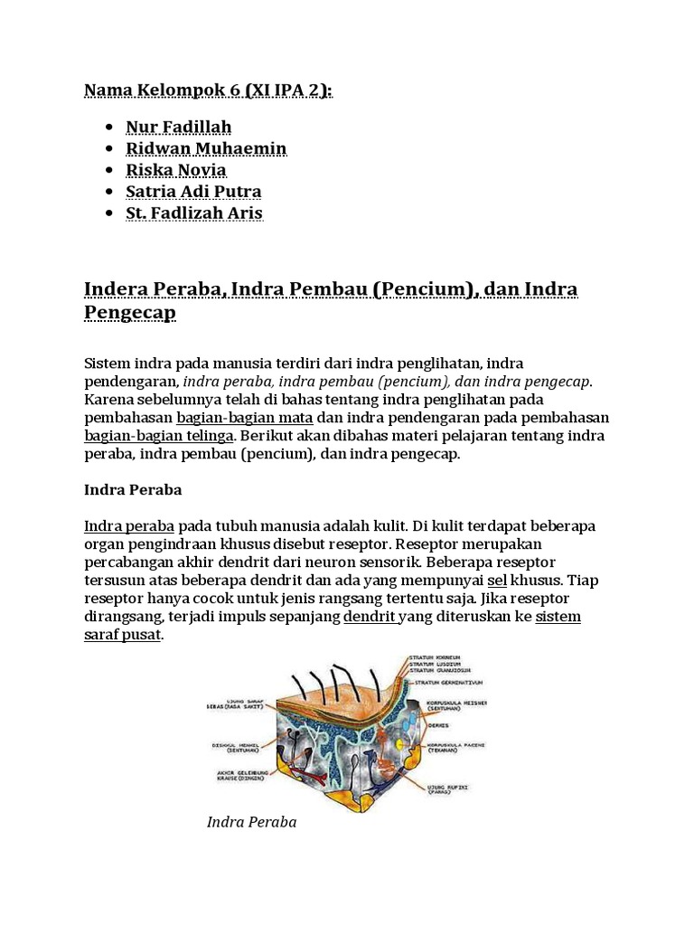 Memahami Indra Peraba dan Pembau | PDF