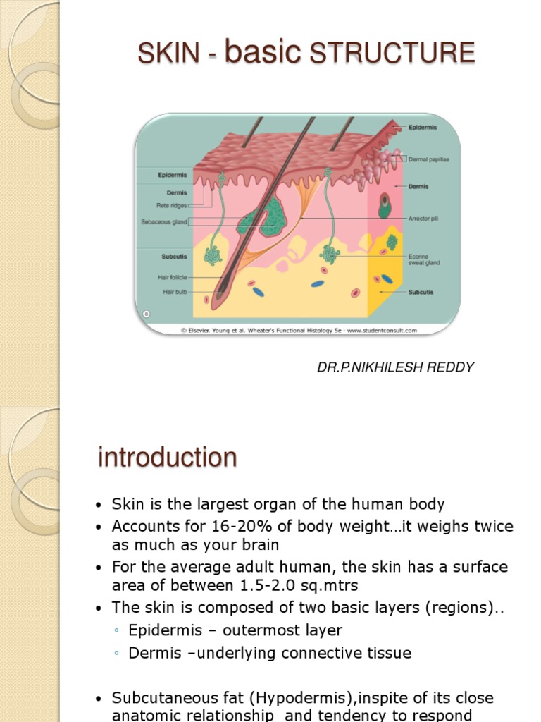Skin Structure and Development | PDF | Skin | Epidermis