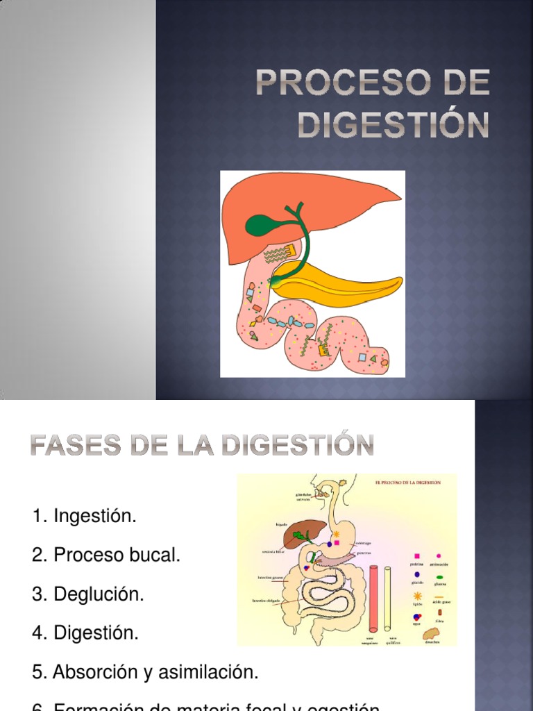 Proceso Digestivo | Digestión | Sistema digestivo humano