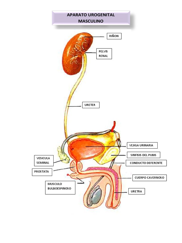 Aparato Urogenital Masculino y Femenino | PDF