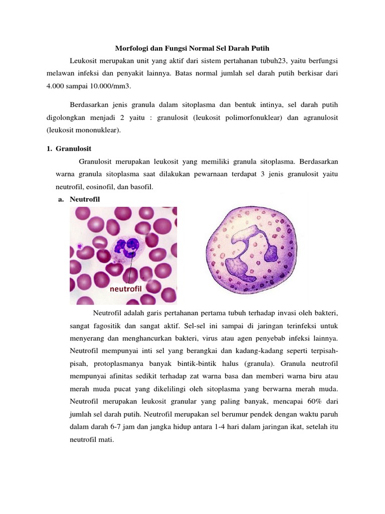 Morfologi Dan Fungsi Normal Sel Darah Putih | PDF
