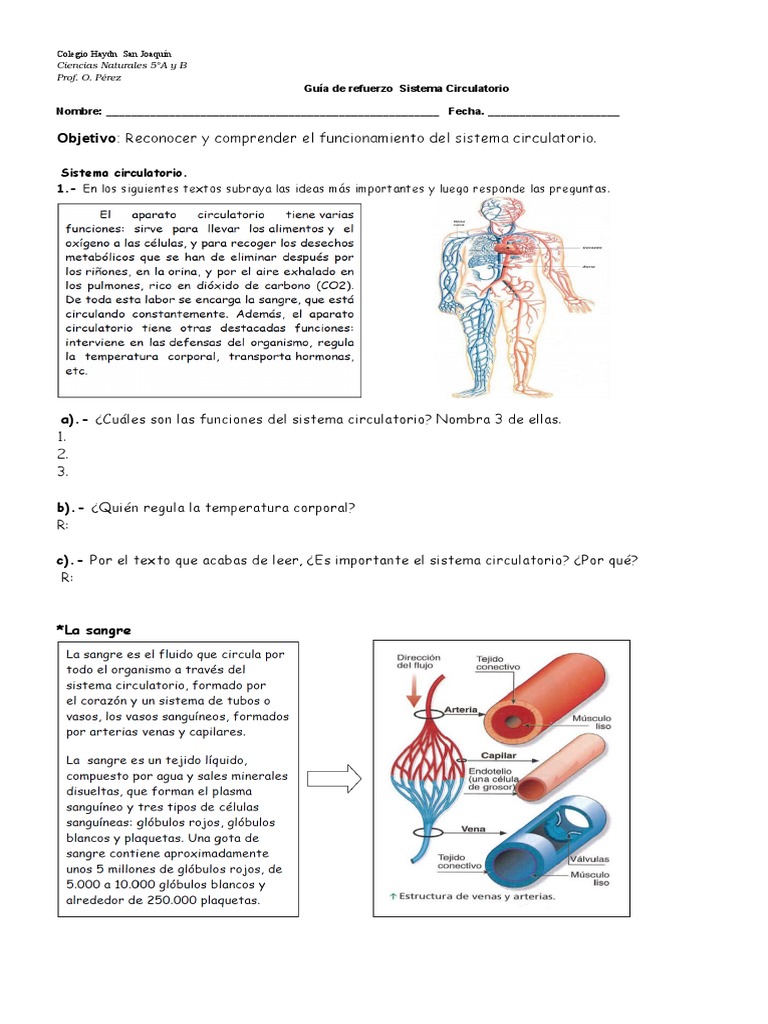 Guia Sistema Circulatorio 5 Basico | PDF | Métodos y materiales de ...