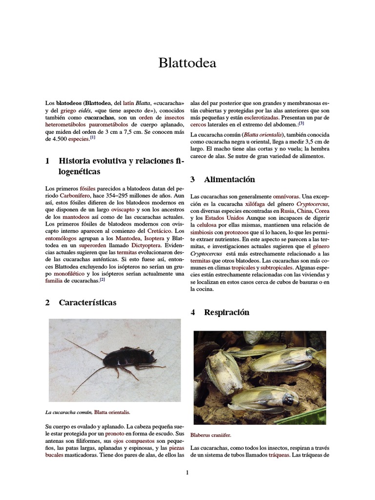 Blattodea | PDF | Fósiles Vivientes | Insectos