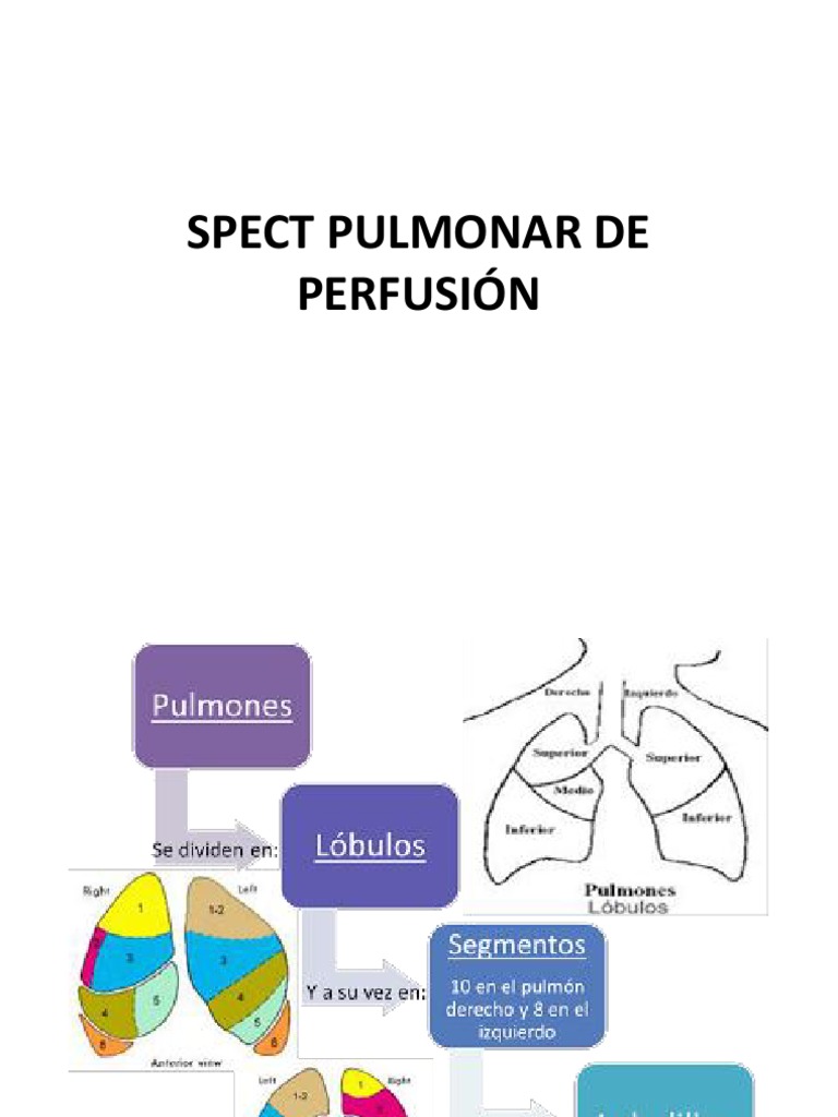 Perfusion Ventilacion Pulmonar | Pulmón | Especialidades Medicas