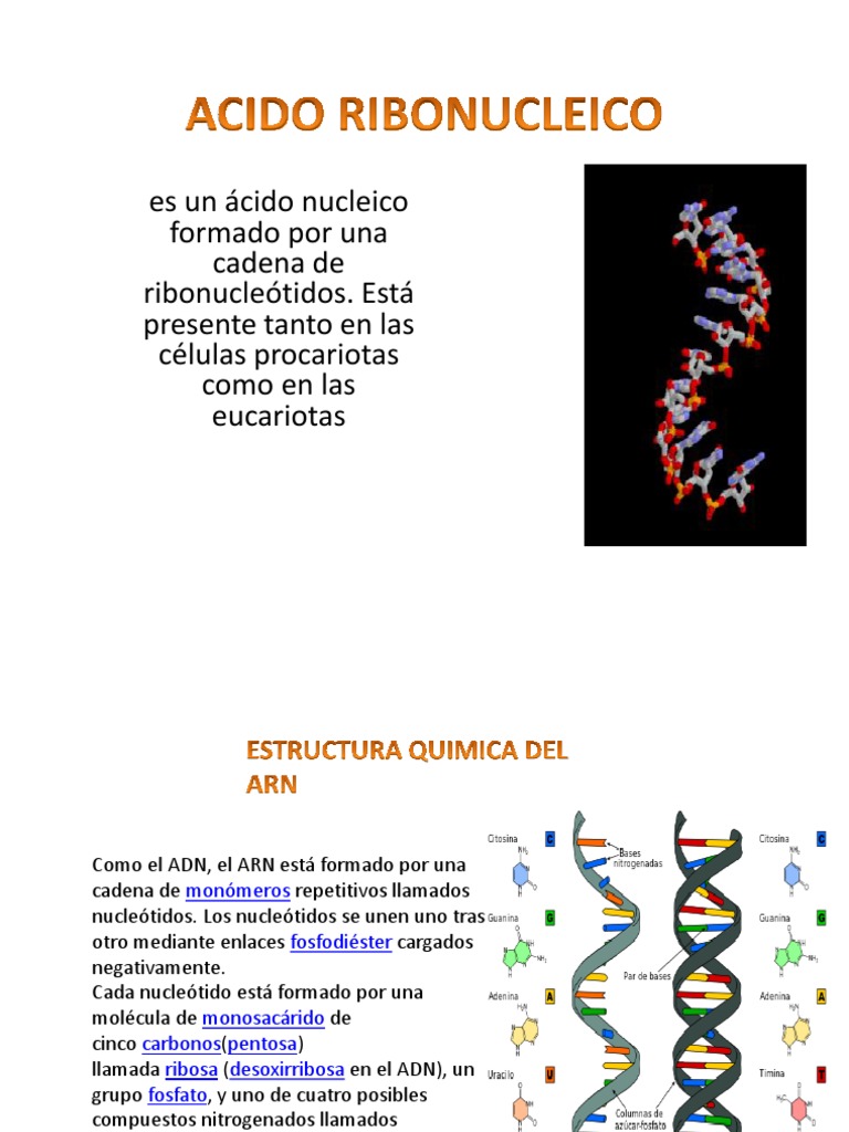 acido ribonucleico | ARN | ADN