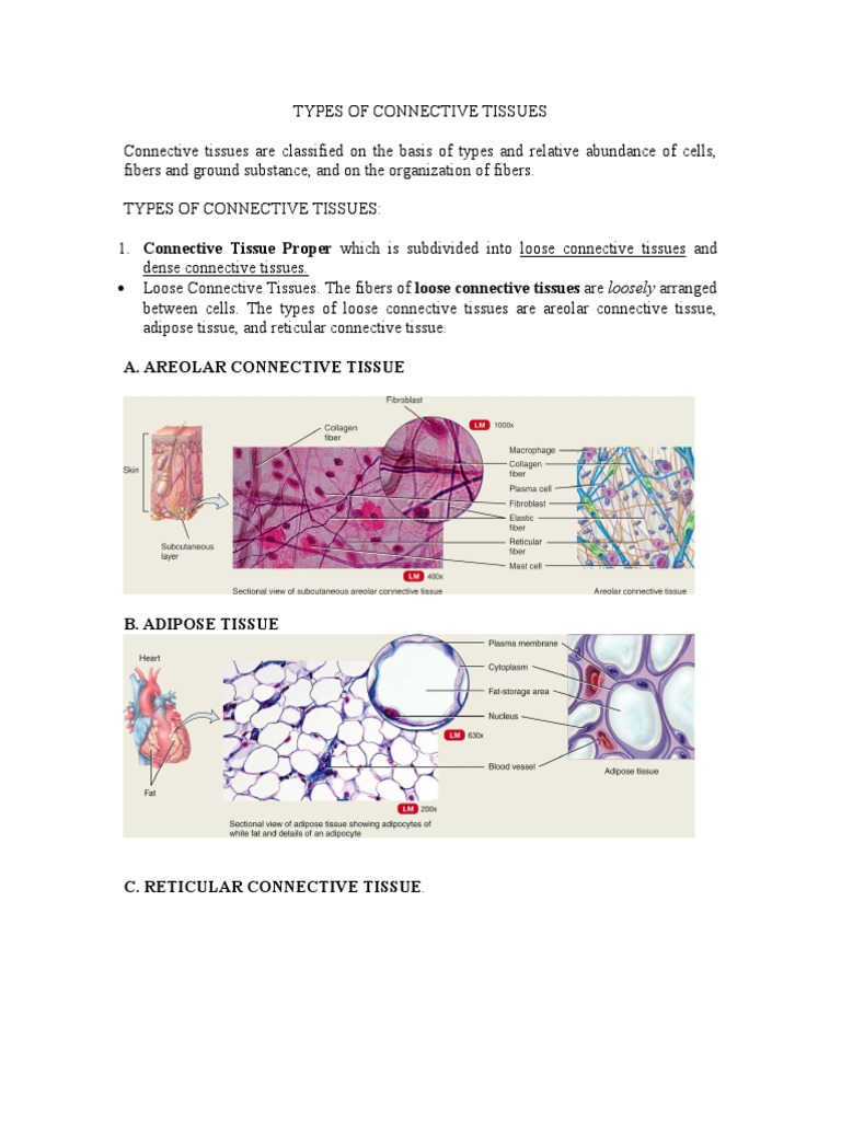 Types of Connective Tissues | PDF | Connective Tissue | Tissue (Biology)