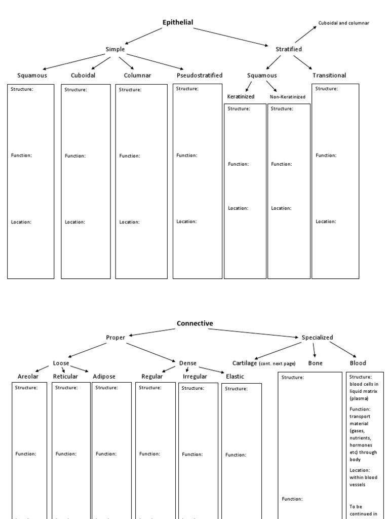 Epithelial and Connective Tissue Types | PDF
