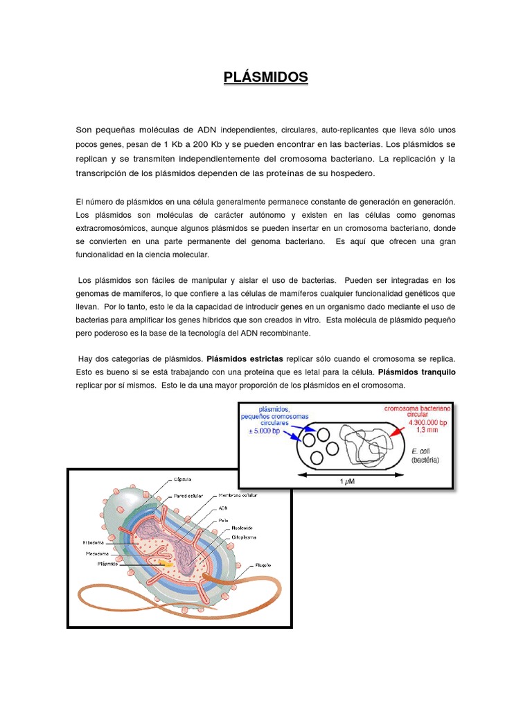 PLÁSMIDOS | Transfección | Plásmido