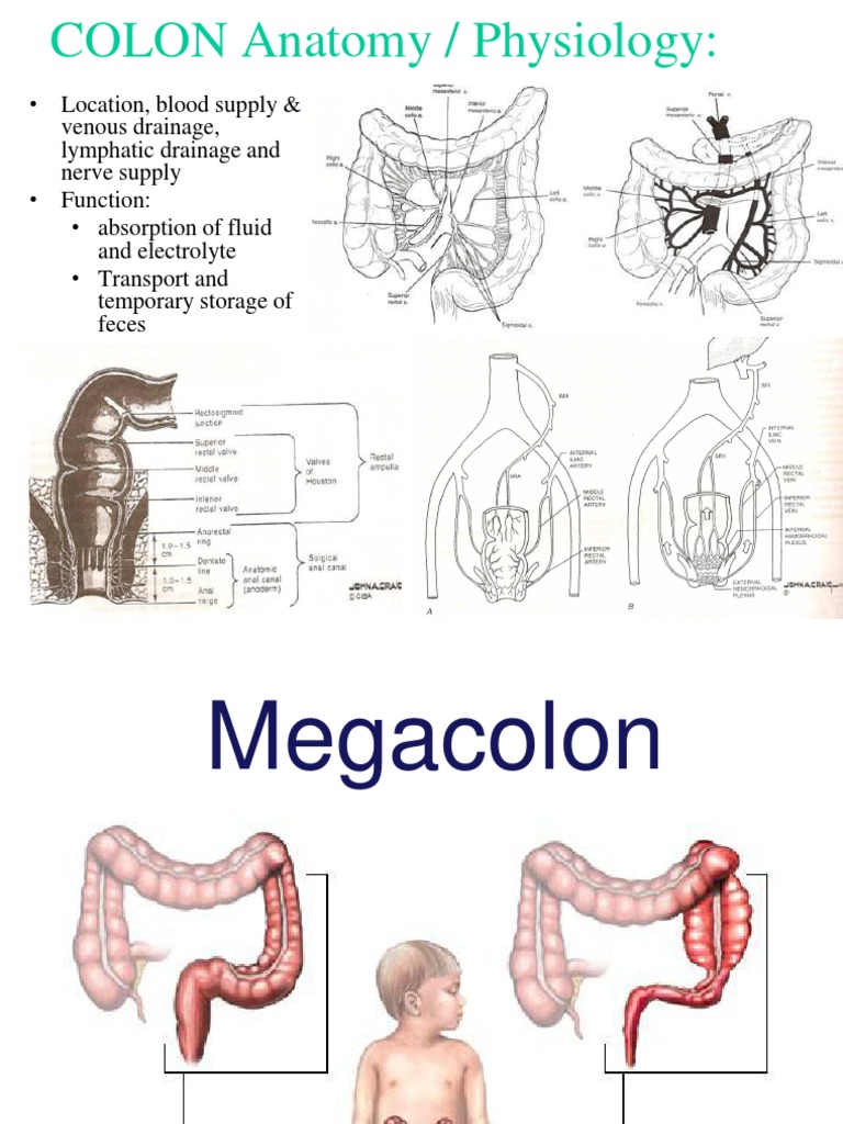 MEGACOLON | PDF | Rectum | Large Intestine