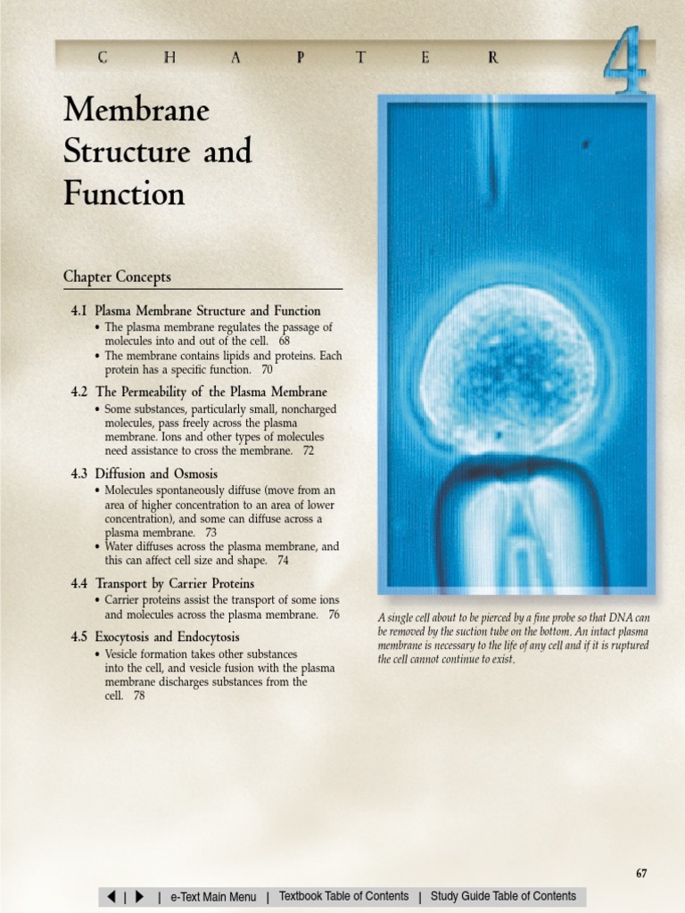 Membrane Structure and Function: Chapter Concepts | PDF | Cell Membrane ...