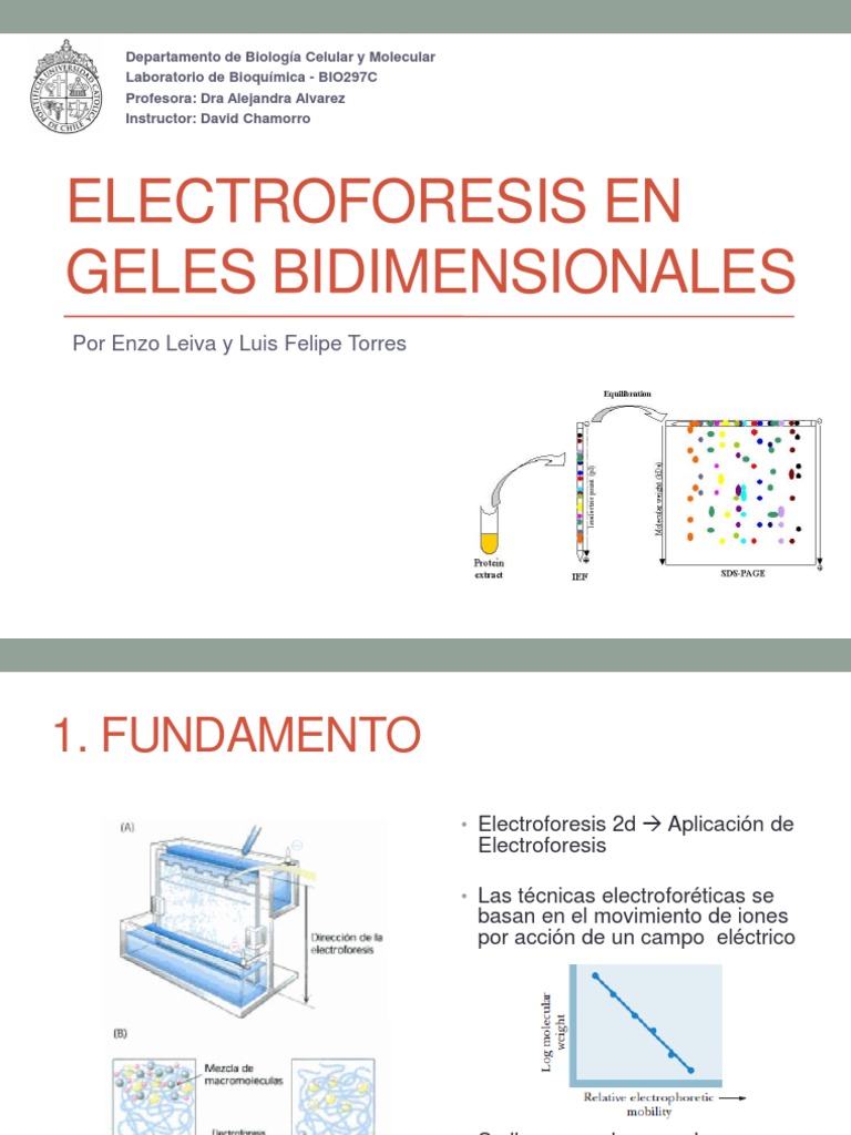 Electroforesis Bidimensionales | PDF | Electroforesis | Laboratorios
