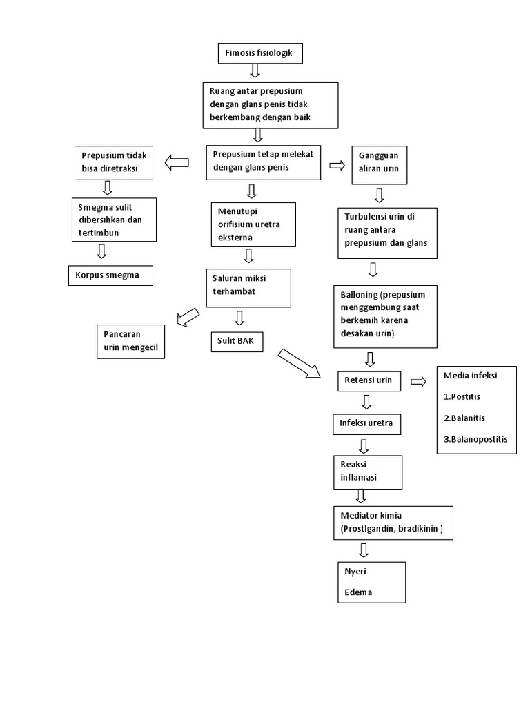 Patofisiologi Fimosis