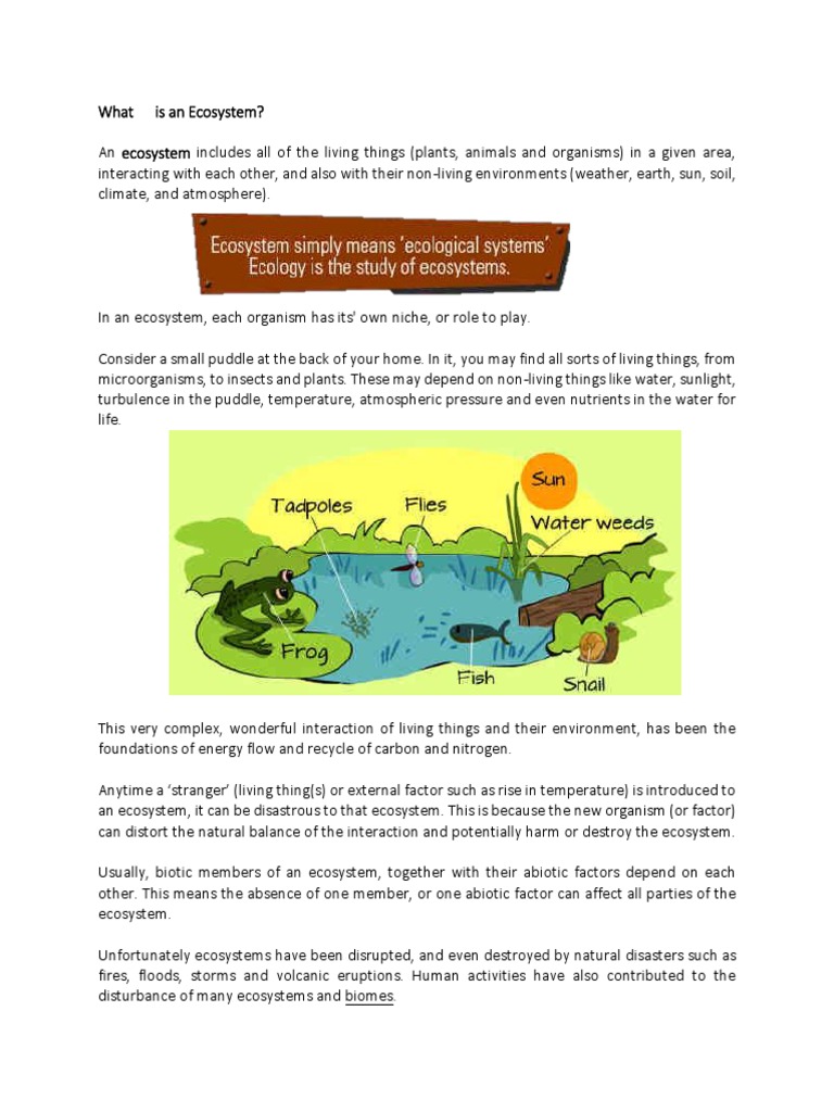 Ecosystem and Biomes and Energy Flow | PDF | Grassland | Food Web