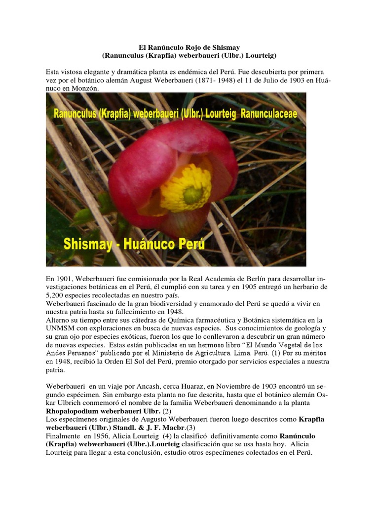 El Ranunculo Rojo de Shismay (Ranunculus (Krapfia) Weberbaueri (Ulbr ...