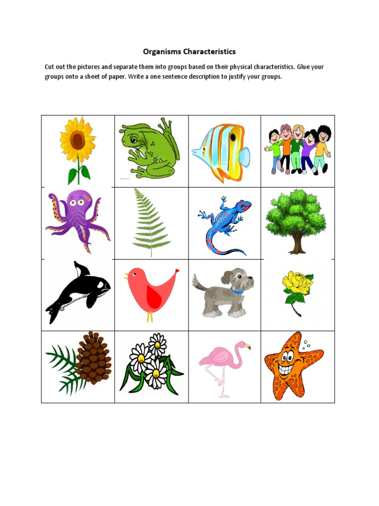 Sorting Activity | PDF | Self-Improvement