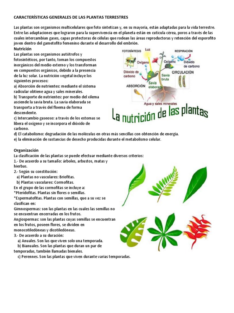 Características Generales de Las Plantas Terrestres | Plantas ...