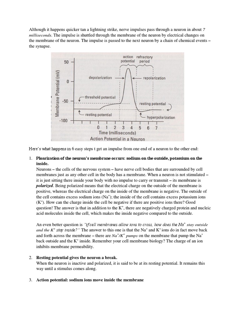 Action Potential Notes | PDF | Action Potential | Depolarization