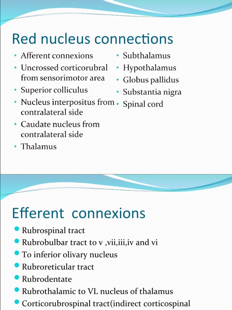 Red Nucleus | PDF