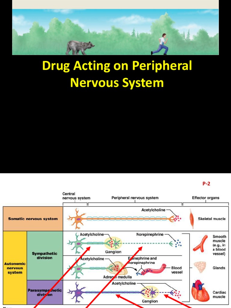 Drugs Acting on Peripheral Nervous System | Acetylcholine | Neuromuscular Junction