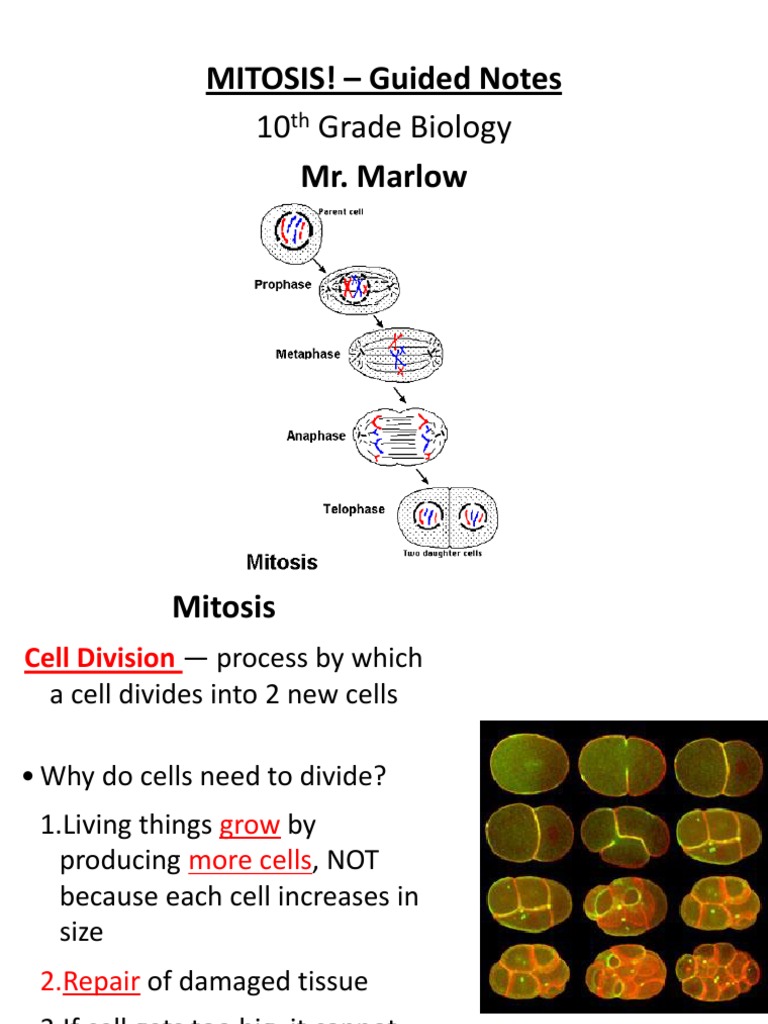 MITOSIS! - Guided Notes Mr. Marlow: 10 Grade Biology | PDF | Science ...