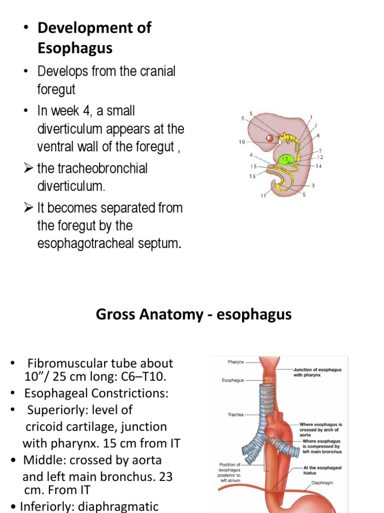 Esophagus BRS | Esophagus | Digestive Diseases