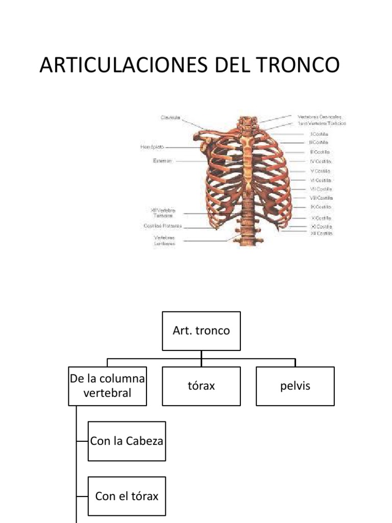 14 Articulaciones Del Tronco