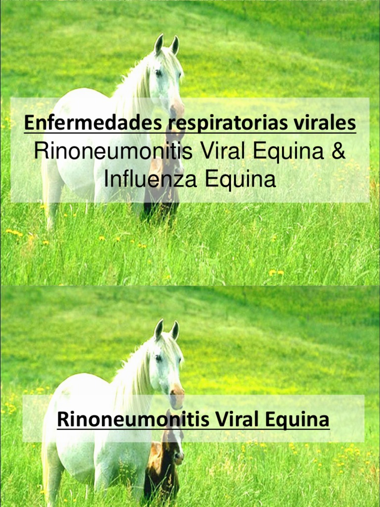Rinoneumonitis Viral Equina: Impacto y Manejo | PDF | Influenza | Virus