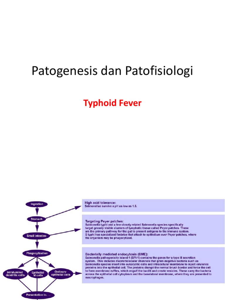 Patogenesis dan Patofisiologi Demam Tifoid | PDF | Memasak, Makanan ...