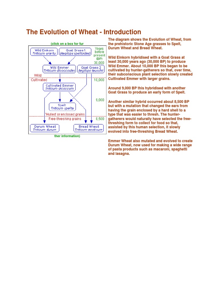 The Evolution of Wheat | PDF | Technology & Engineering