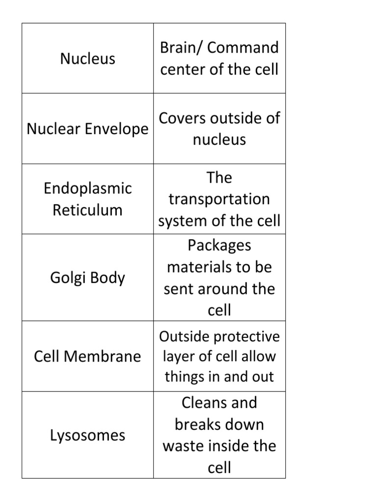 Cell Organelle Flashcards | PDF | Cell Nucleus | Cell (Biology)
