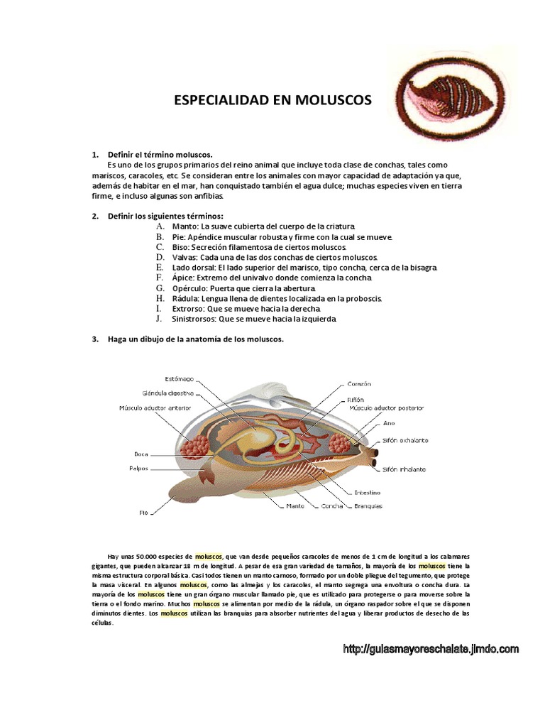 MOLUSCOS | Moluscos | Moluscos
