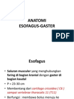 Anatomi Lengkap Esofagus | PDF