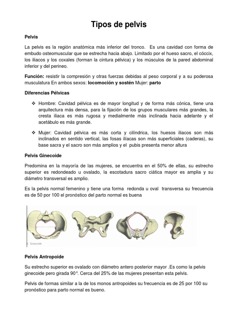 Tipos De Pelvis INERVACIÓN DE LA PARED PÉLVICA | Dolopedia
