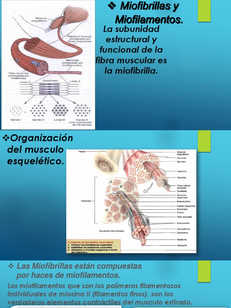 Miofibrillas y Miofilamentos | PDF