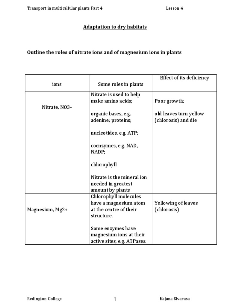 Plant Transport Mechanisms Explained | PDF | Stoma | Plants