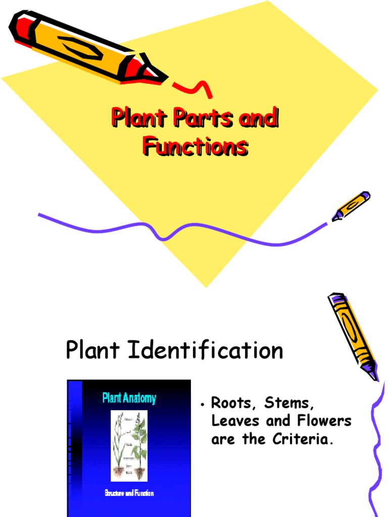 plant-parts-and-functions-pdf-leaf-plant-stem