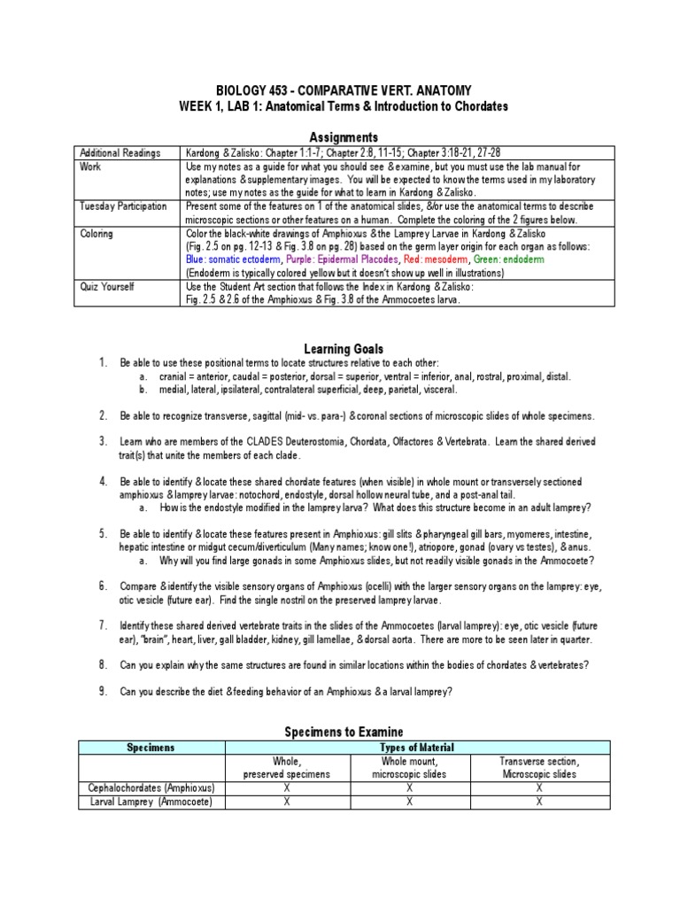 Comparative Anatomy | PDF | Anatomical Terms Of Location | Vertebrates